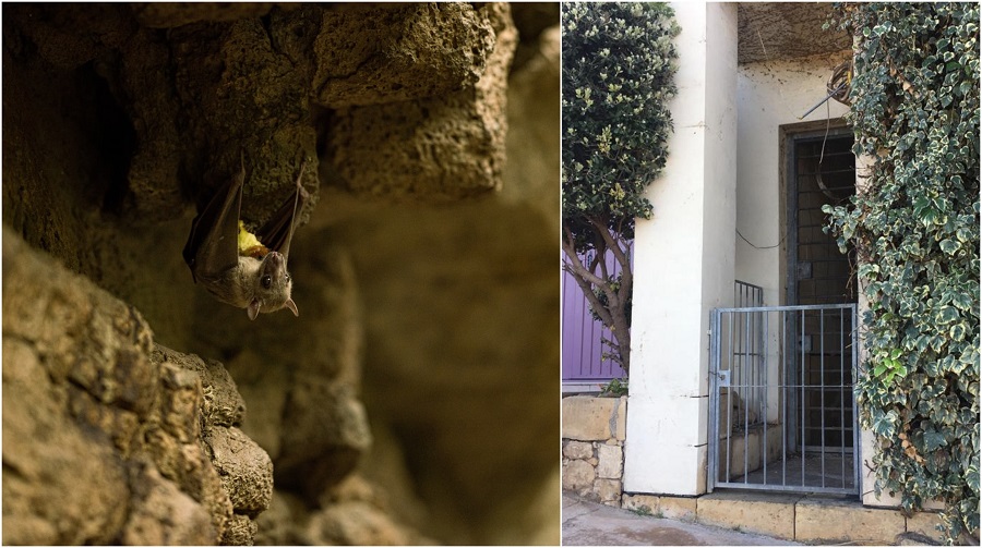 Watch: Birżebbuġa's Bat Cave might soon reopen to the public - TVMnews.mt