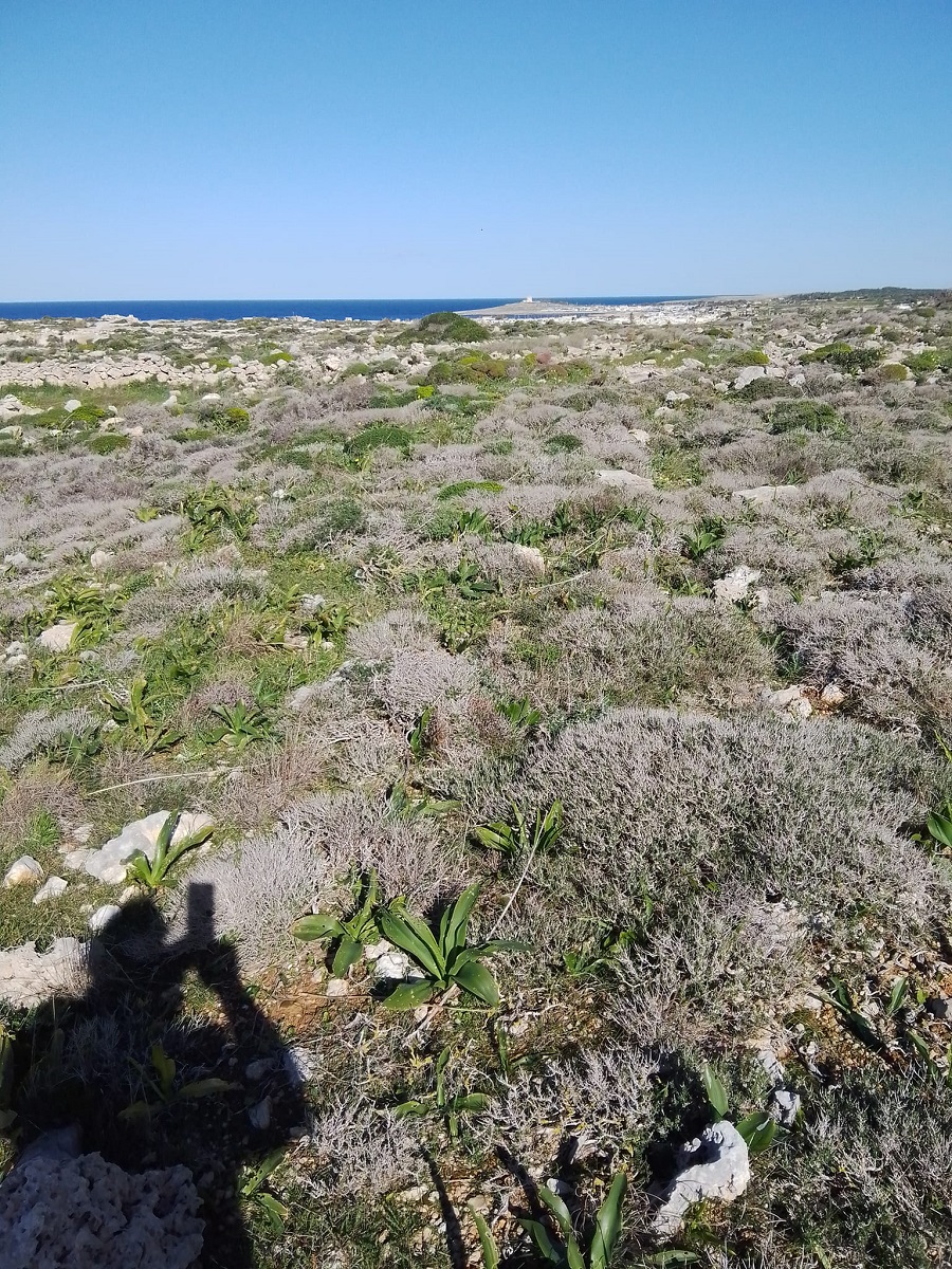 "I cry when I see the wild thyme dead.....something happened to it ...