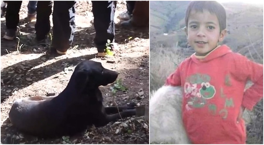 WATCH: Rayan's dog refuses to move from near his grave - TVMnews.mt