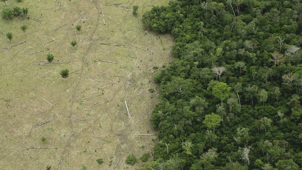 Scientists warn on imminent danger to Amazon trees - TVMnews.mt