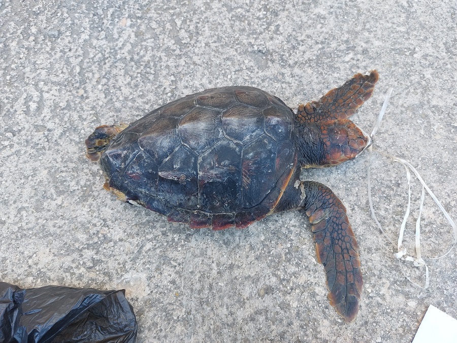 Turtle dies after swallowing helium bubble balloon - TVMnews.mt