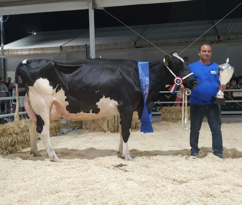 Watch: Malta's most beautiful cow weighs in at over half a ton - TVMnews.mt