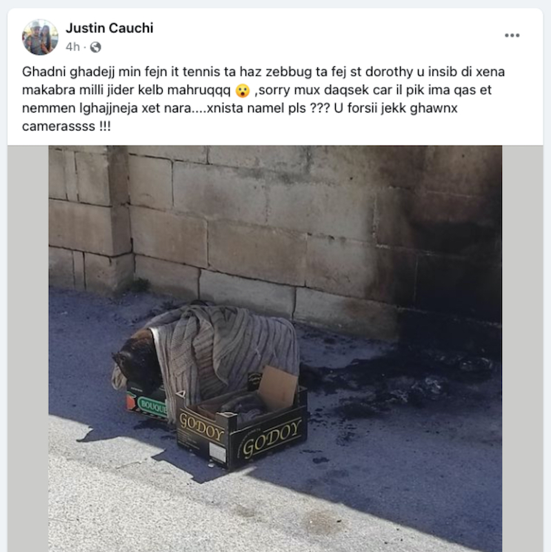 Isib kelb maħruq u mormi f'kaxxa f'Ħaż-Żebbuġ - TVMnews.mt