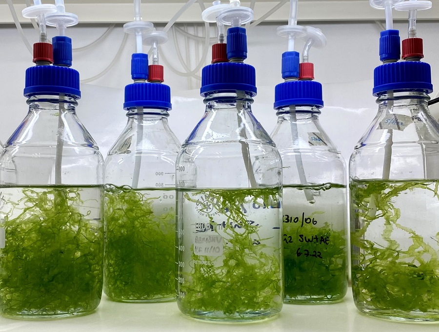 Maltese researchers study the diversity of algae - TVMnews.mt