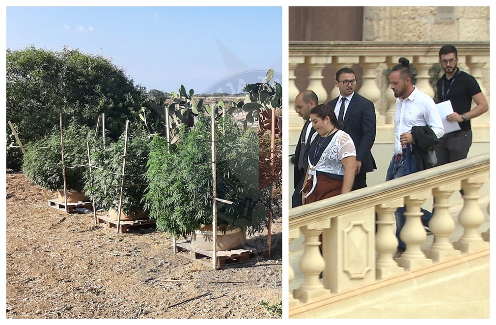 Released on bail two days after being charged with growing 55 cannabis ...