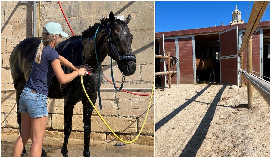 Razzett abbandunat isir dar għal żwiemel salvati mill-qatla - TVMnews.mt