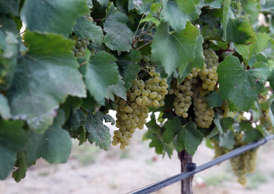 Id-domanda għall-inbid Malti kulma jmur qed tiżdied - TVMnews.mt