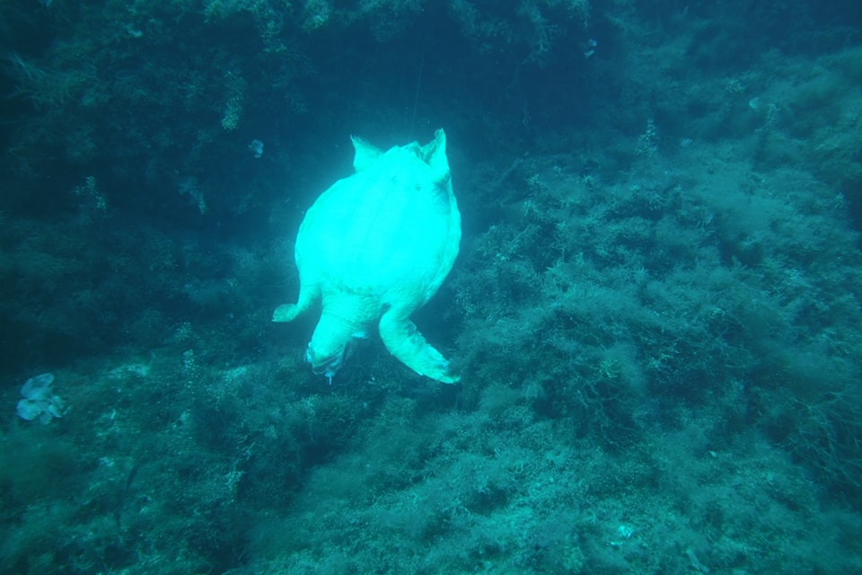 Sunnara u xibka żammew fekruna 'l isfel mingħajr arja f'Wied iż-Żurrieq ...