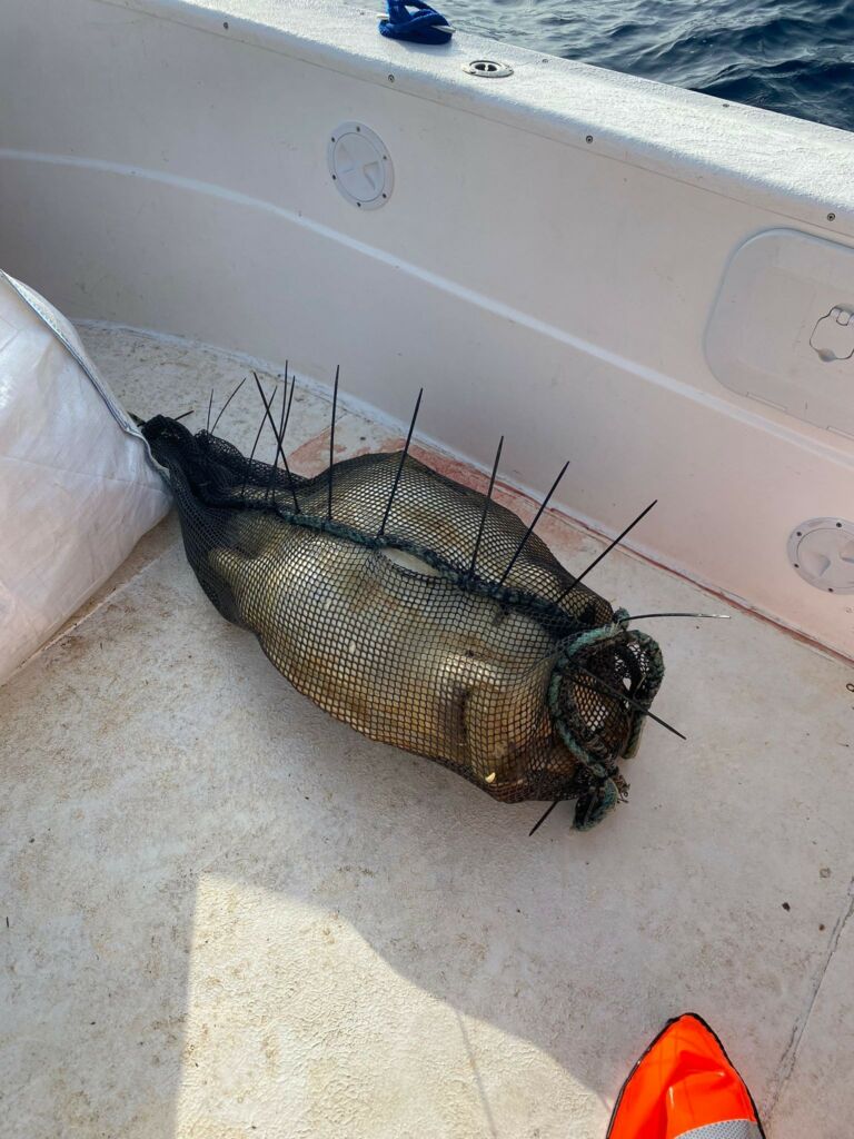 Sunnara u xibka żammew fekruna 'l isfel mingħajr arja f'Wied iż-Żurrieq ...