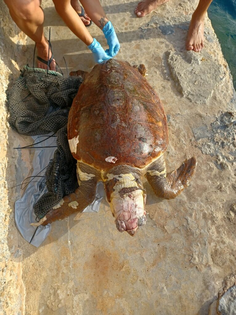 Sunnara u xibka żammew fekruna 'l isfel mingħajr arja f'Wied iż-Żurrieq ...