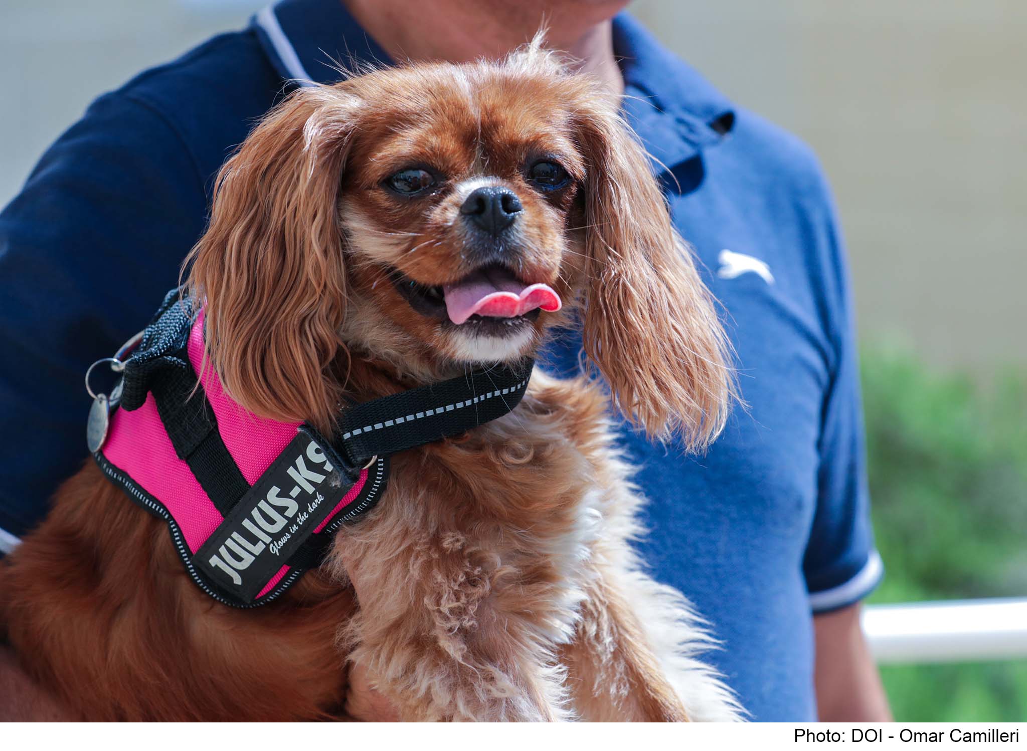 Awards for helping abandoned and needy animals - TVMnews.mt