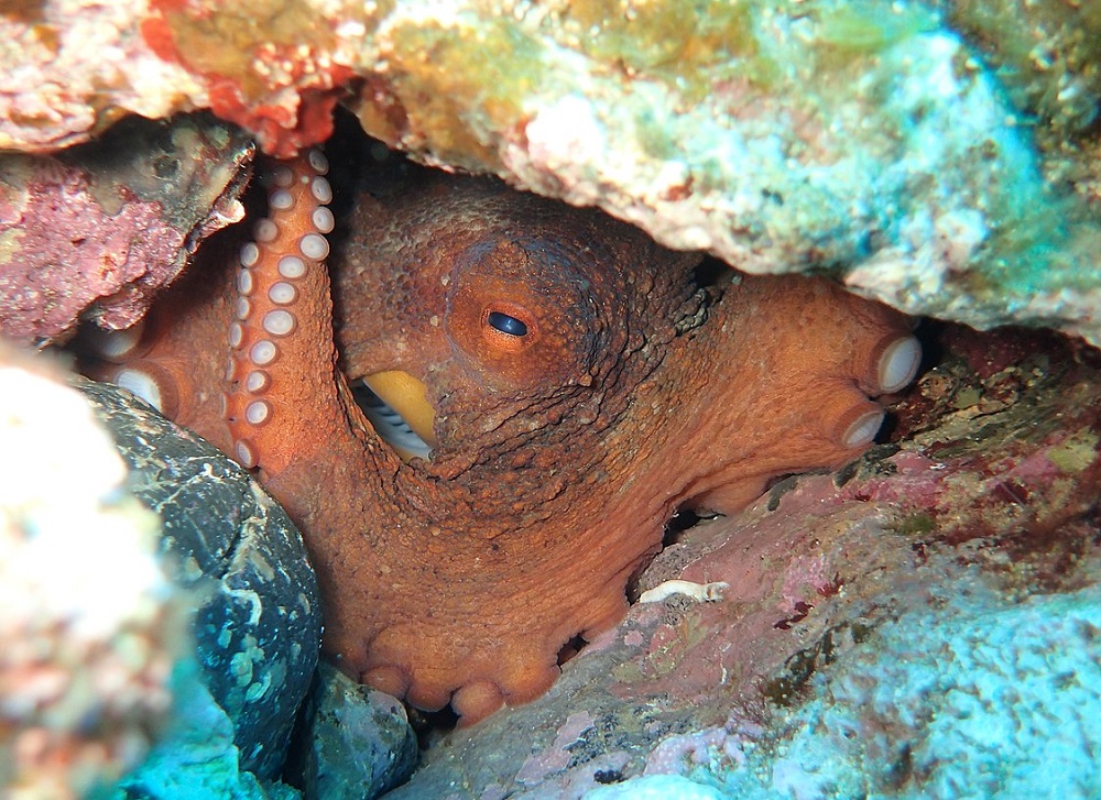 Warning to divers catching octopus by hand at the Ċirkewwa park ...
