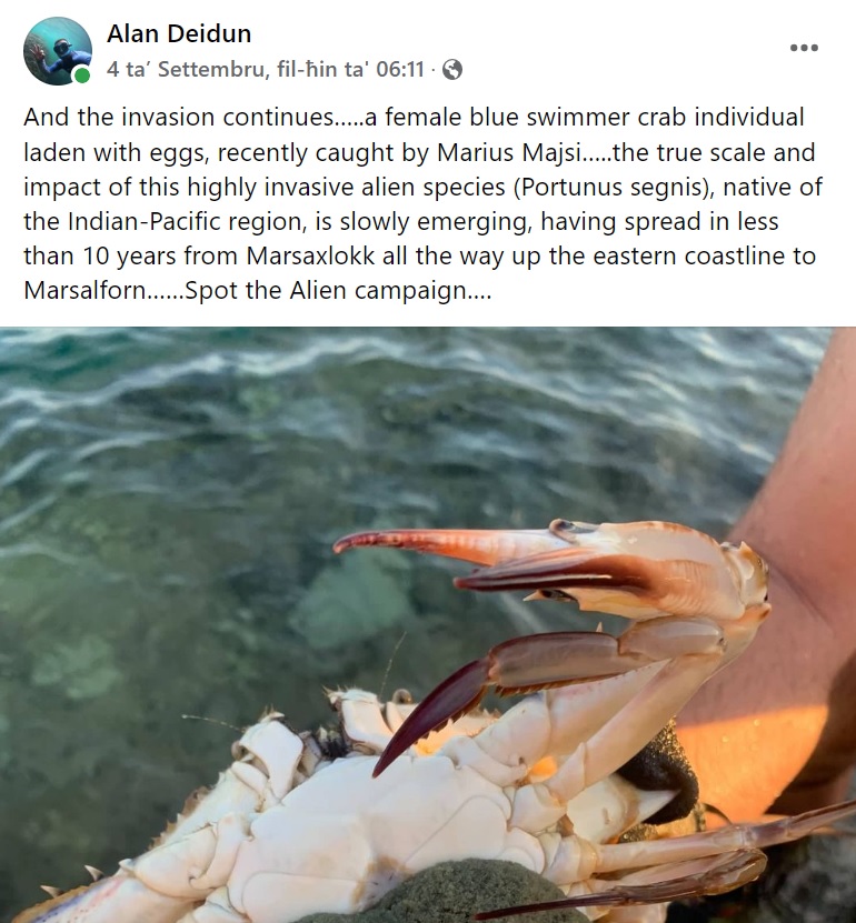 Blue Crab has spread from Marsaxlokk to Marsalforn in less than 10 ...