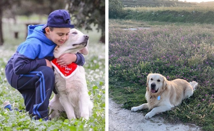 The search for Max the golden retriever continues ... 12 days and ...