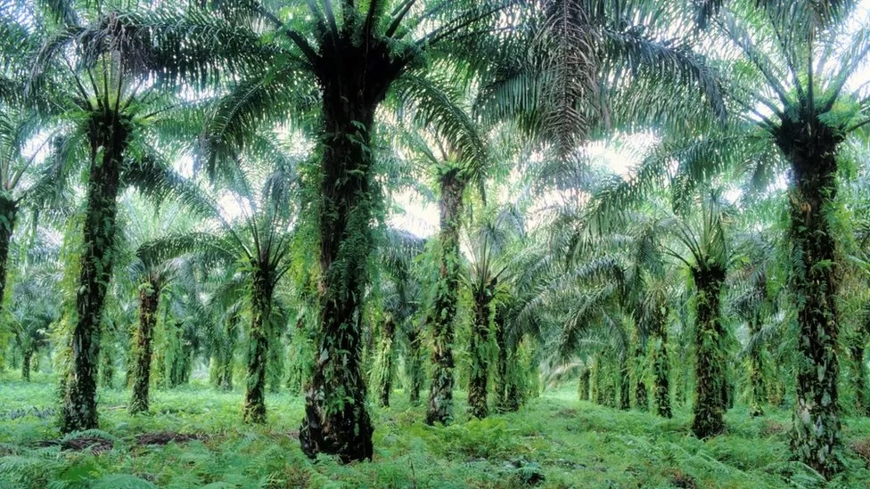Half of the world's palm trees at risk of extinction - TVMnews.mt