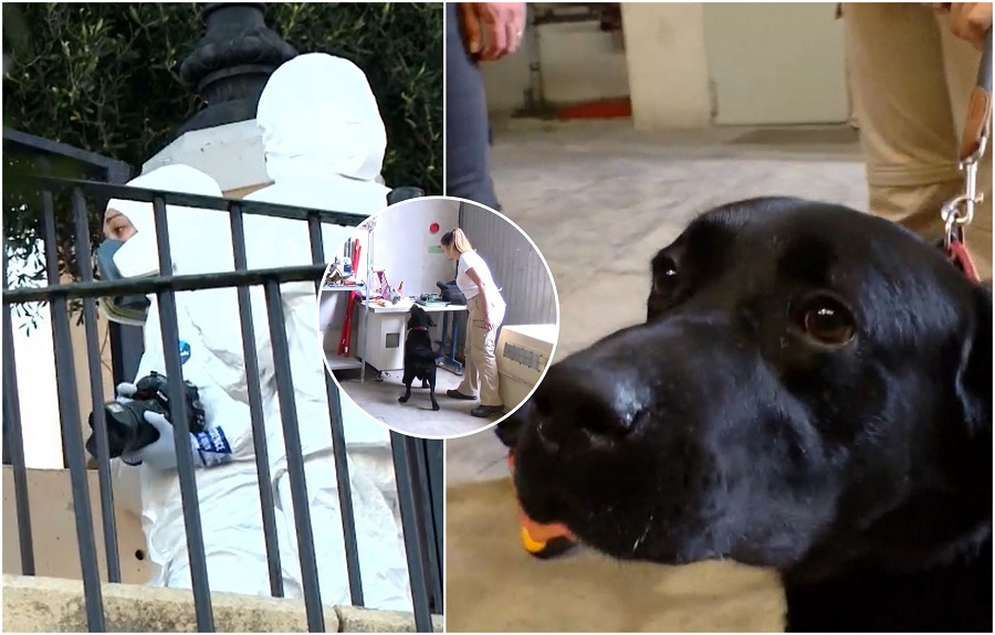 Watch: The Maltese dog trained to find bodies - TVMnews.mt