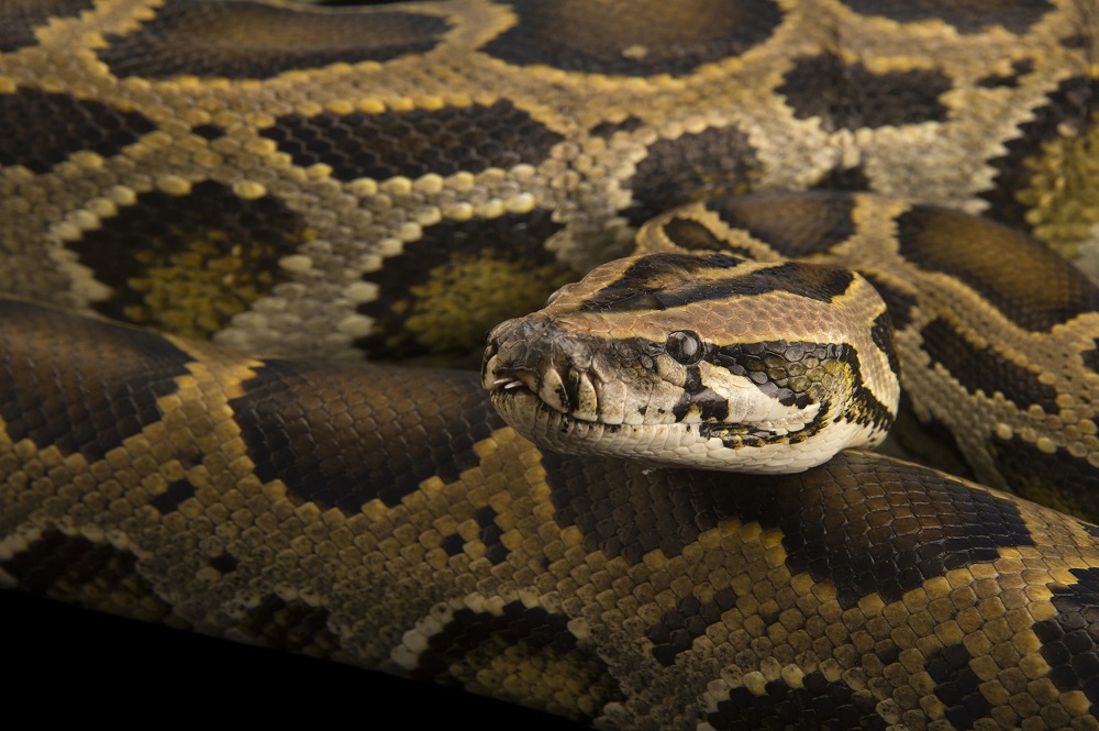Woman reported missing was swallowed by a five-metre long python in ...