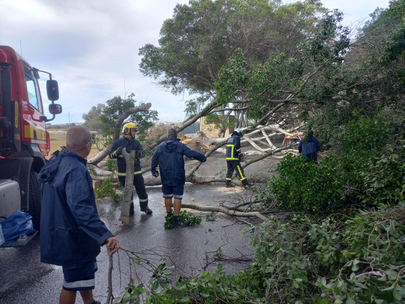 Il-maltemp iqaċċat siġra kbira fiż-Żejtun - TVMnews.mt