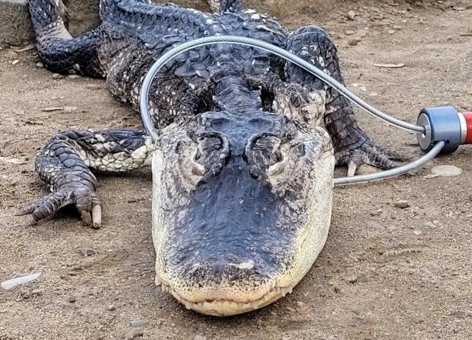 US: 1.2 metre long crocodile is captured and nicknamed Godzilla ...