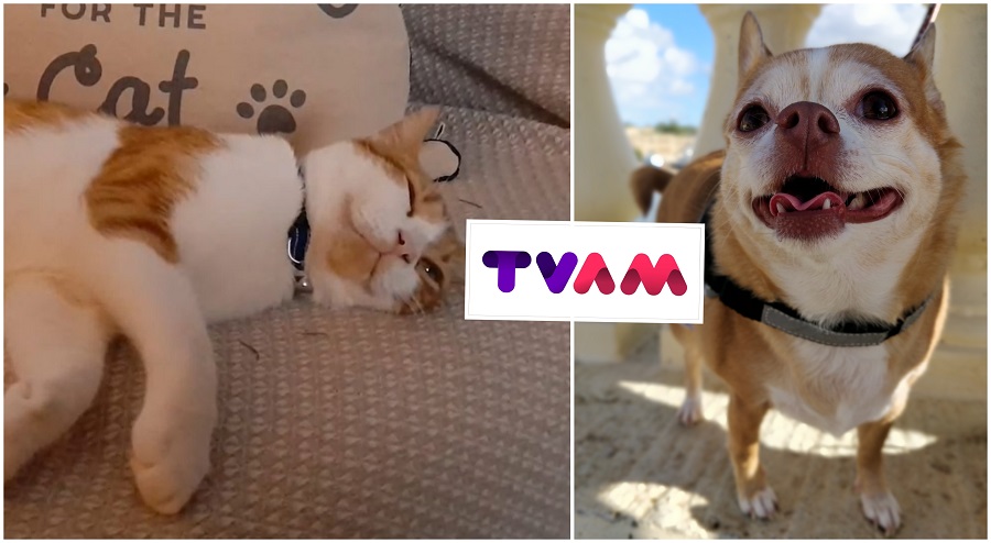 Ara: "L-imħabba ta' pet iġġiegħel lill-moħħ iħossu tajjeb" - TVMnews.mt