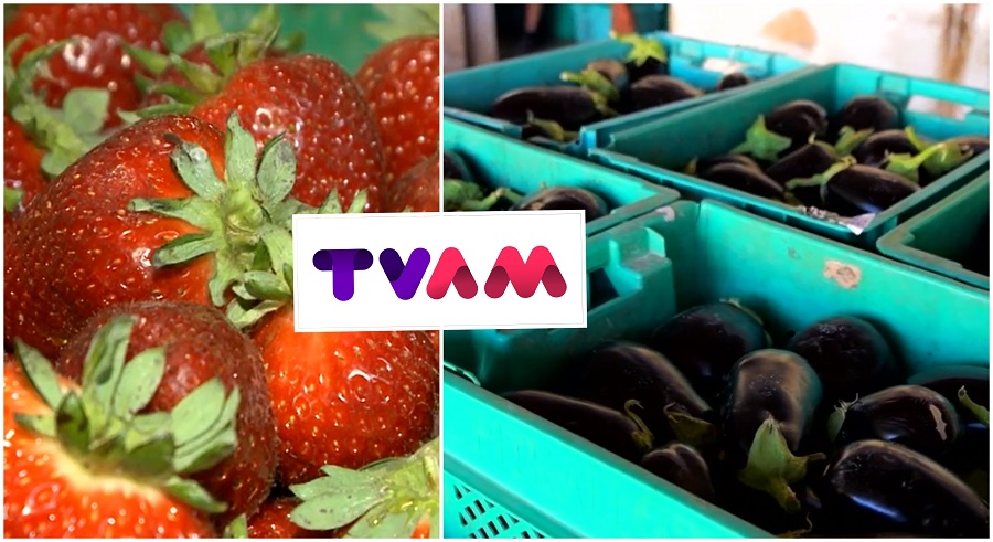 Watch: Foods you need to eat for a healthy gut - TVMnews.mt