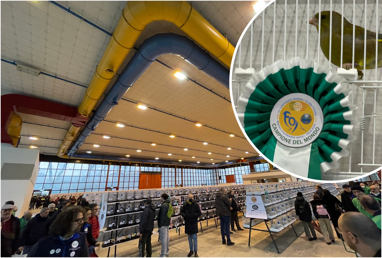 Dilettanti Maltin tal-għasafar jirbħu 38 medalja barra minn xtutna ...