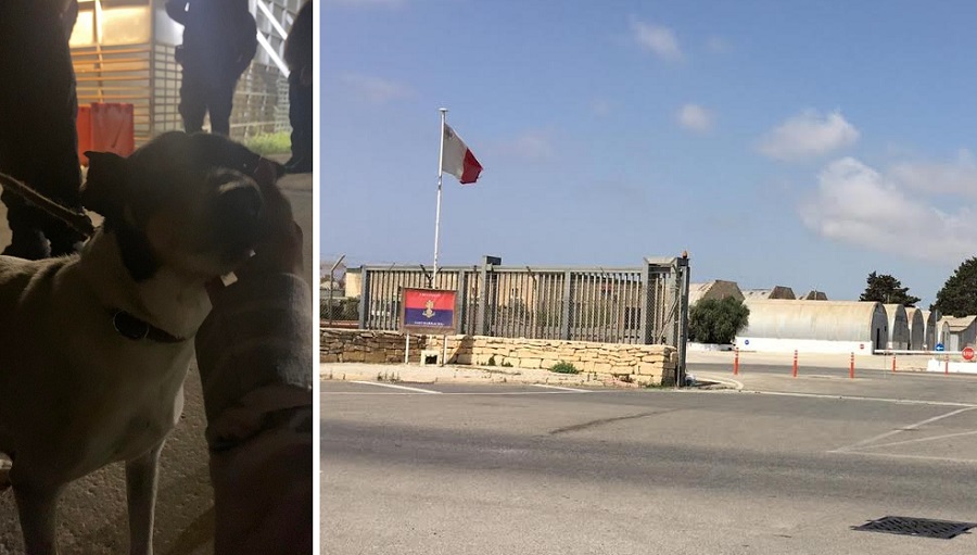 ARA: Kelba tqila tfittex kenn fil-barracks ta' Ħal Safi - TVMnews.mt