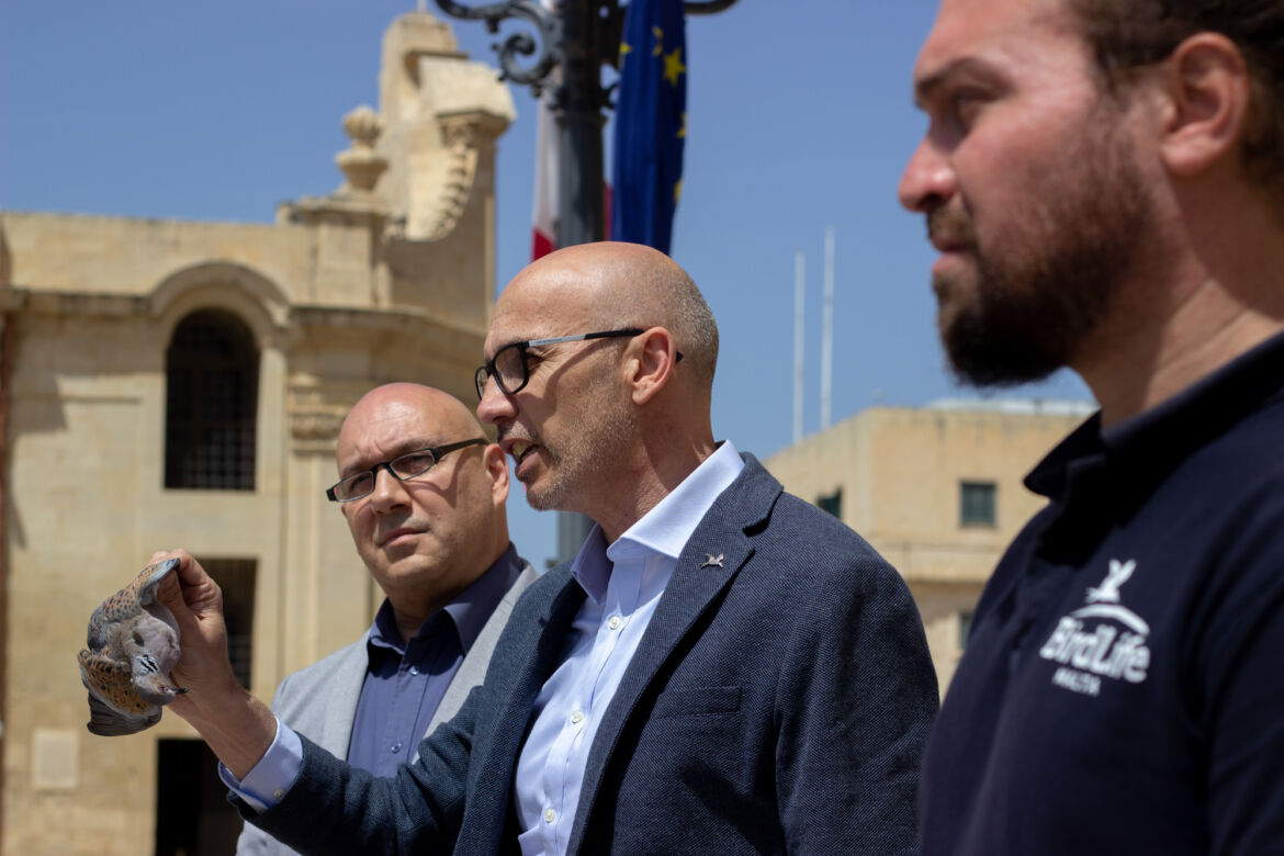 Birdlife tgħid li l-istaġun tal-kaċċa għall-gamiem fetaħ diġà ...