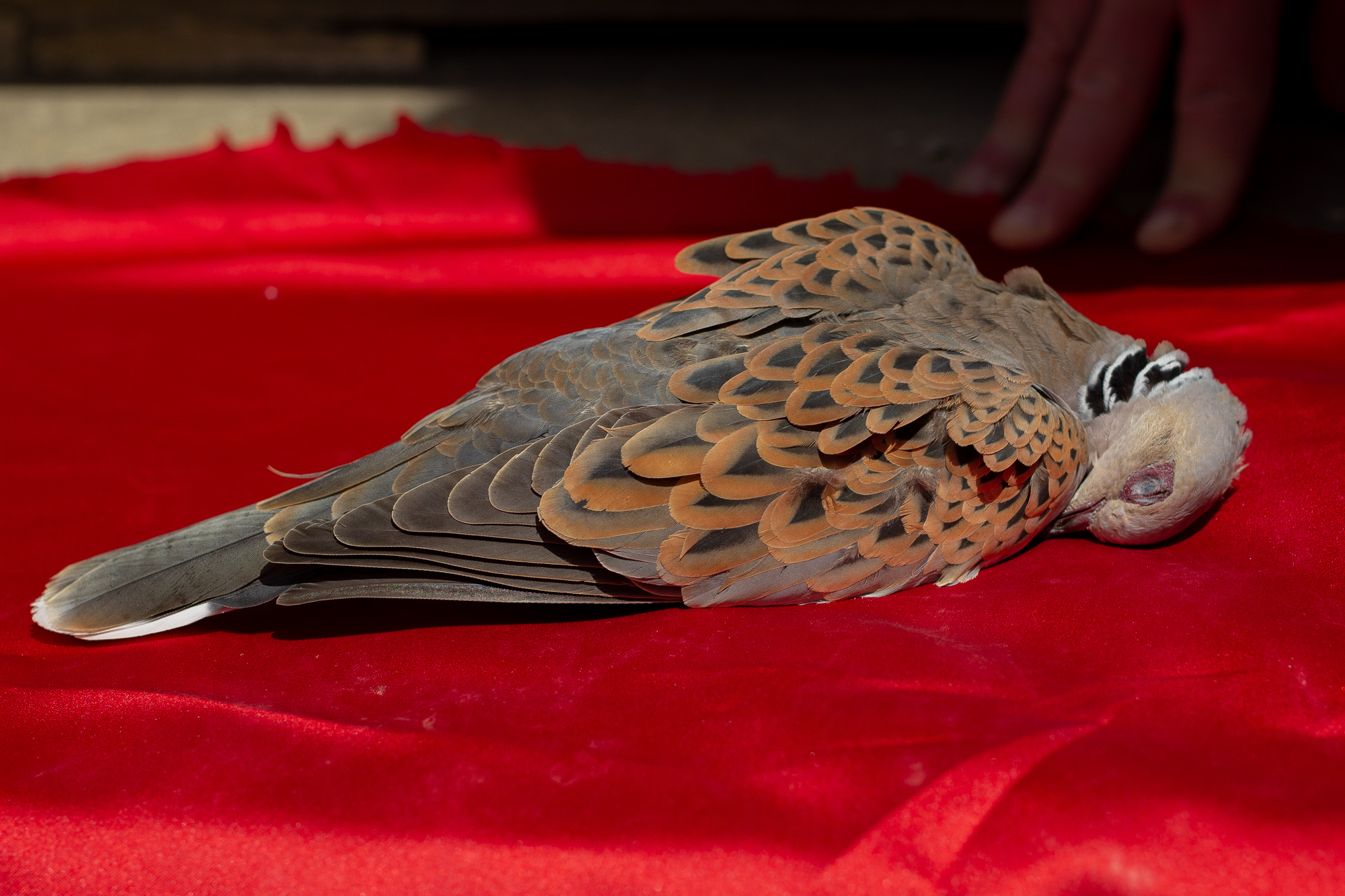 Birdlife tgħid li l-istaġun tal-kaċċa għall-gamiem fetaħ diġà ...