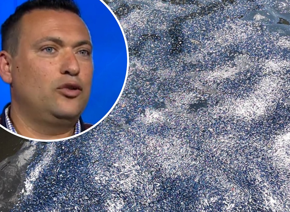 "This summer will not be bad with jellyfish around" - Profs. Alan ...