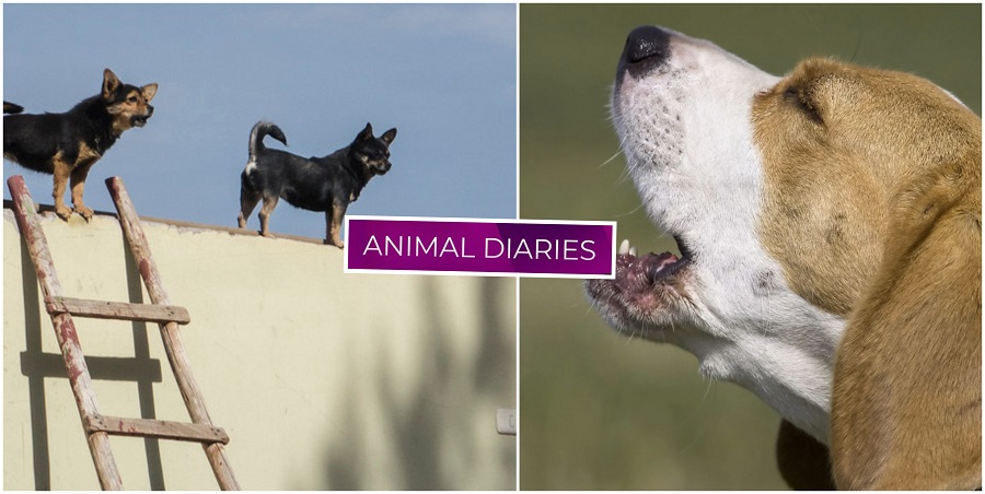 Ara: "Tikser il-liġi jekk tħalli l-kelb jinbaħ u jdejjaq in-nies ...