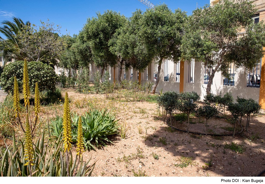 A nicer environment with more trees and plants for Safi primary school ...