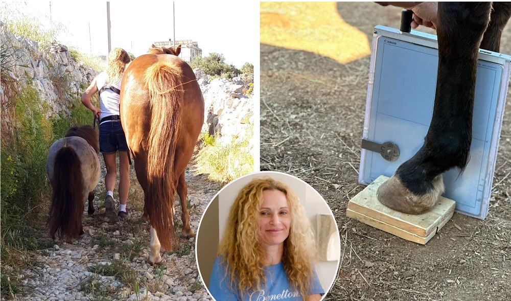 Maltese veterinary student shows that horses can go barefoot - TVMnews.mt