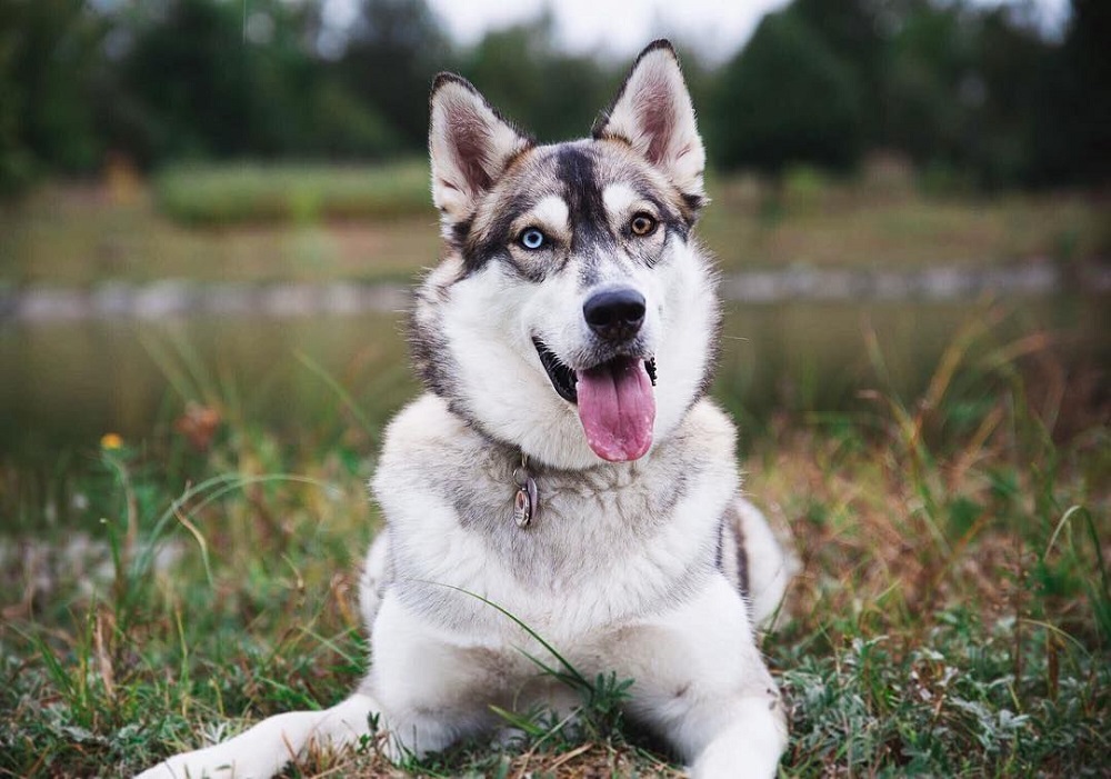 Man receives €5,000 fine for leaving a Husky dog out on roof in summer ...