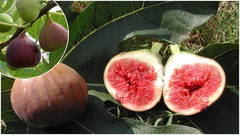 Annual fig festival at Xagħra, Gozo - TVMnews.mt