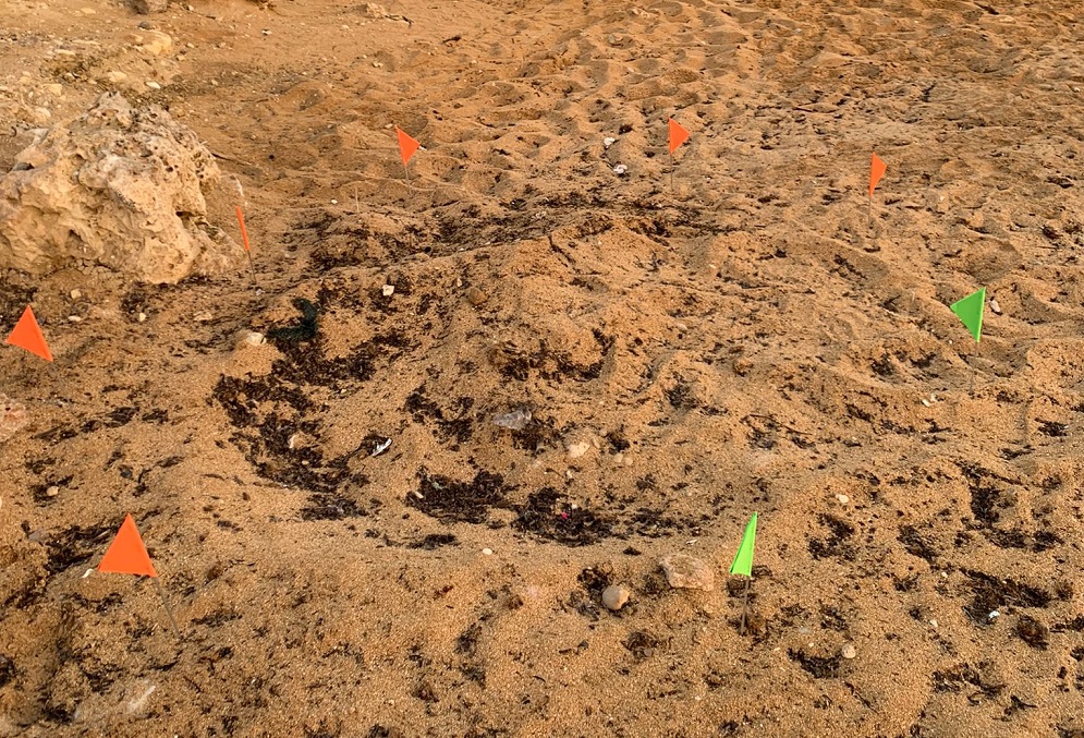 Another turtle nest located...this time in Ġnejna bay - TVMnews.mt