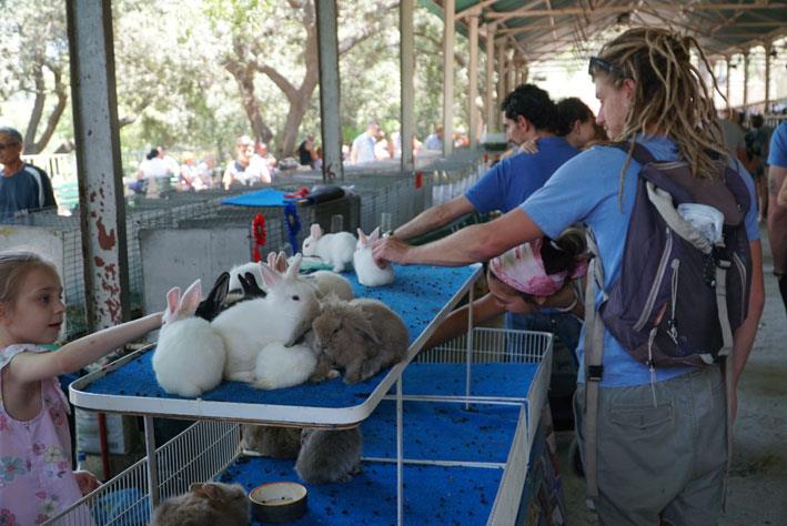 Imnarja 2023: replete with animal competitions and a new area for ...