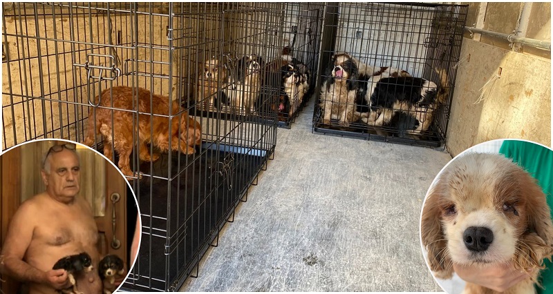 Case of man found guilty of keeping 44 dogs in state of neglect to be ...
