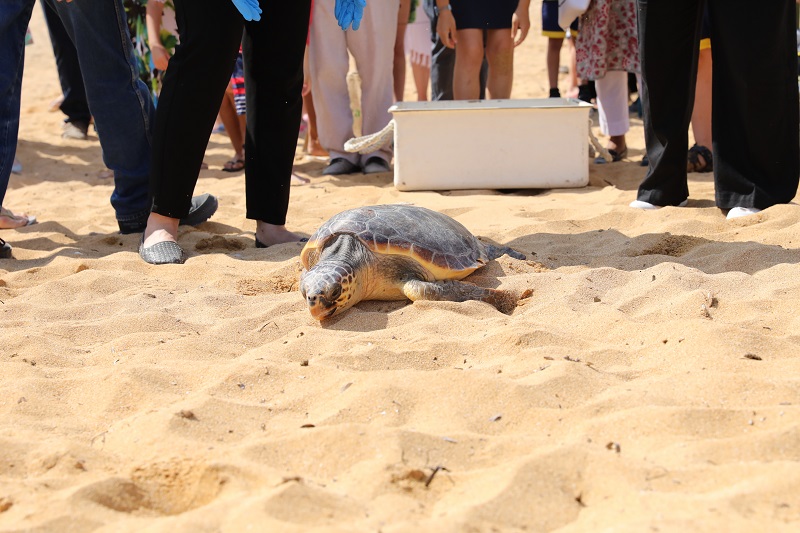 Turtle 'Cheetah' returns to sea following six-month treatment - TVMnews.mt