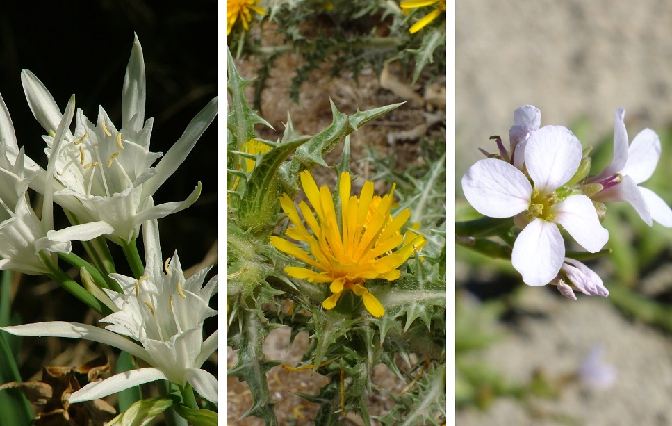 Plant thought to have become extinct once more flourishes in Ramla tal ...