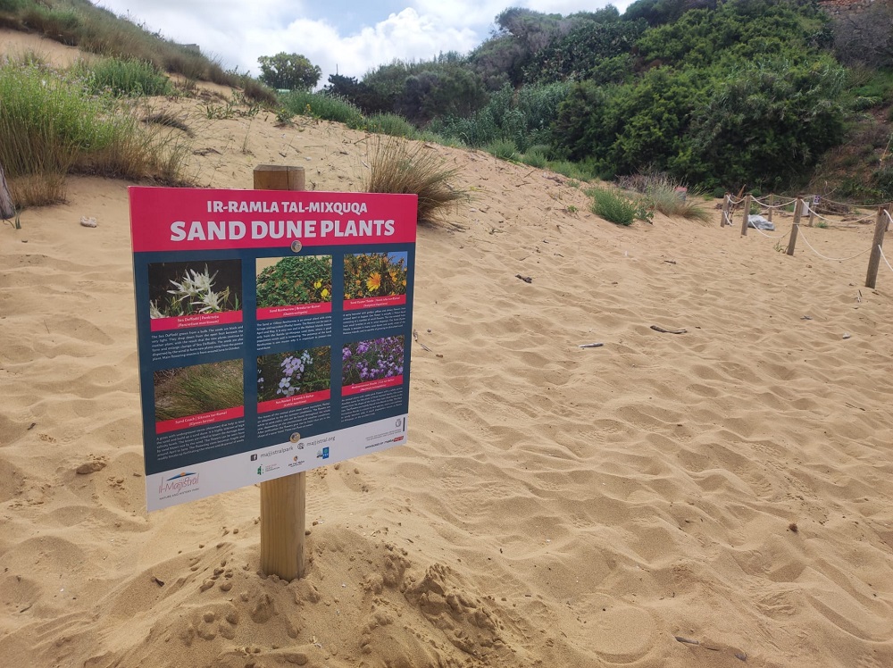 Plant thought to have become extinct once more flourishes in Ramla tal ...