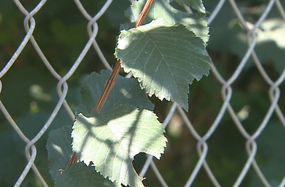 Ambjent Malta plants rare indigenous tree in Ta' Qali - TVMnews.mt