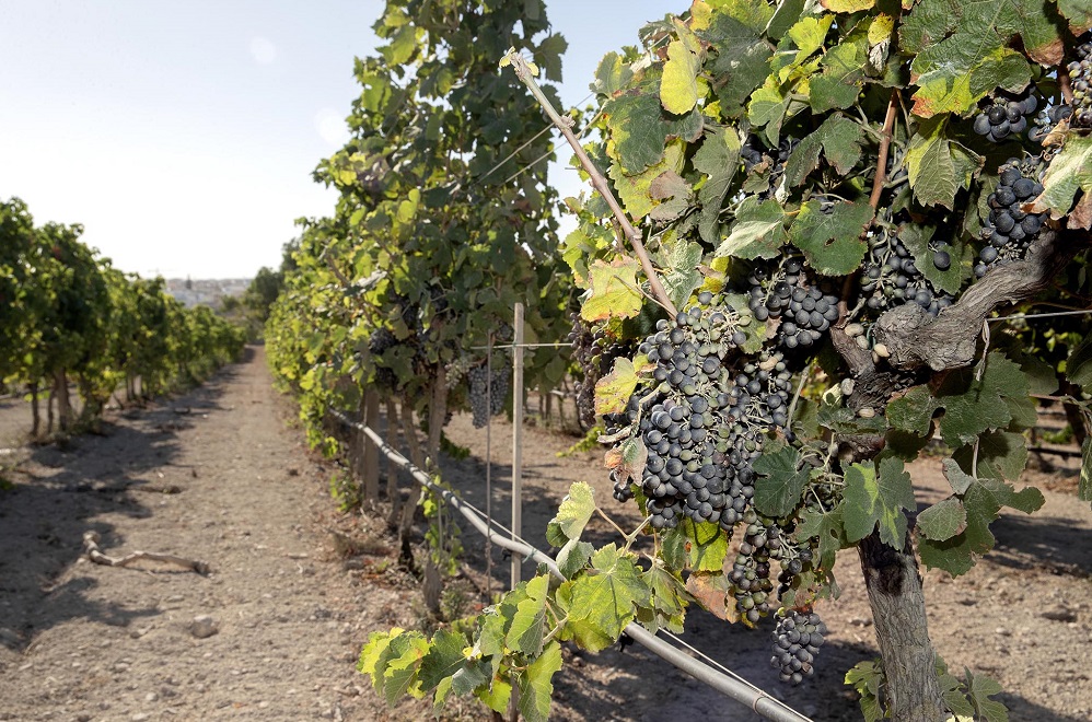 Jiftaħ l-istaġun tal-qtugħ tal-għeneb għall-produzzjoni tal-inbid ...