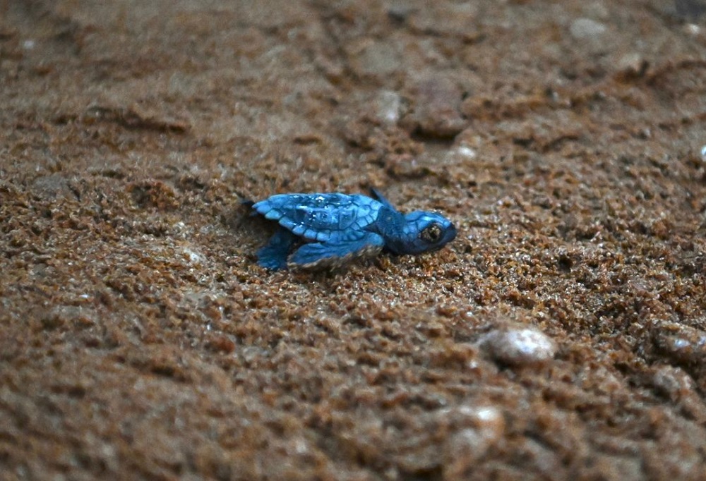32 loggerhead turtles hatch at Ramla l-Ħamra - TVMnews.mt