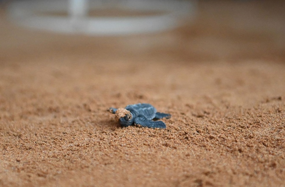 32 loggerhead turtles hatch at Ramla l-Ħamra - TVMnews.mt