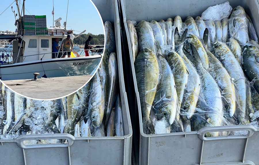 Watch: Marsaxlokk fisher hauls in first season's dolphin fish - TVMnews.mt