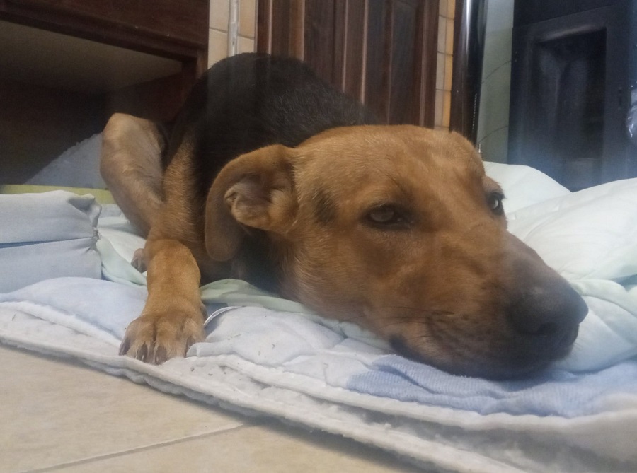 Fl-Italja: kelb imsawwat minn żgħażagħ għax ried jilgħab magħhom ...