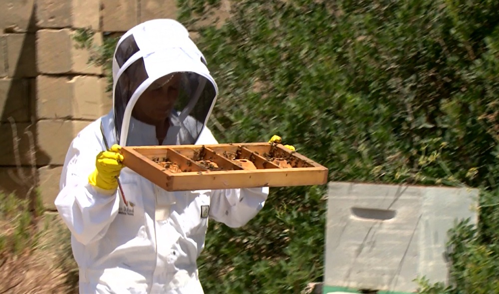 UoM offers public opportunity to learn more about Malta's indigenous ...