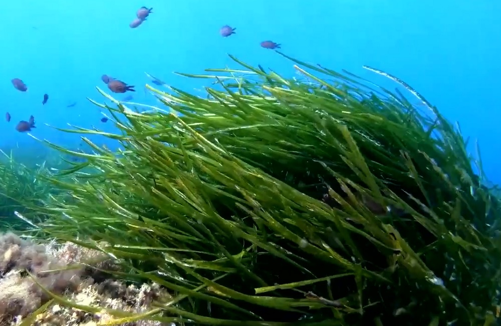 Ambjent Malta carried out study to conserve underwater algae - TVMnews.mt