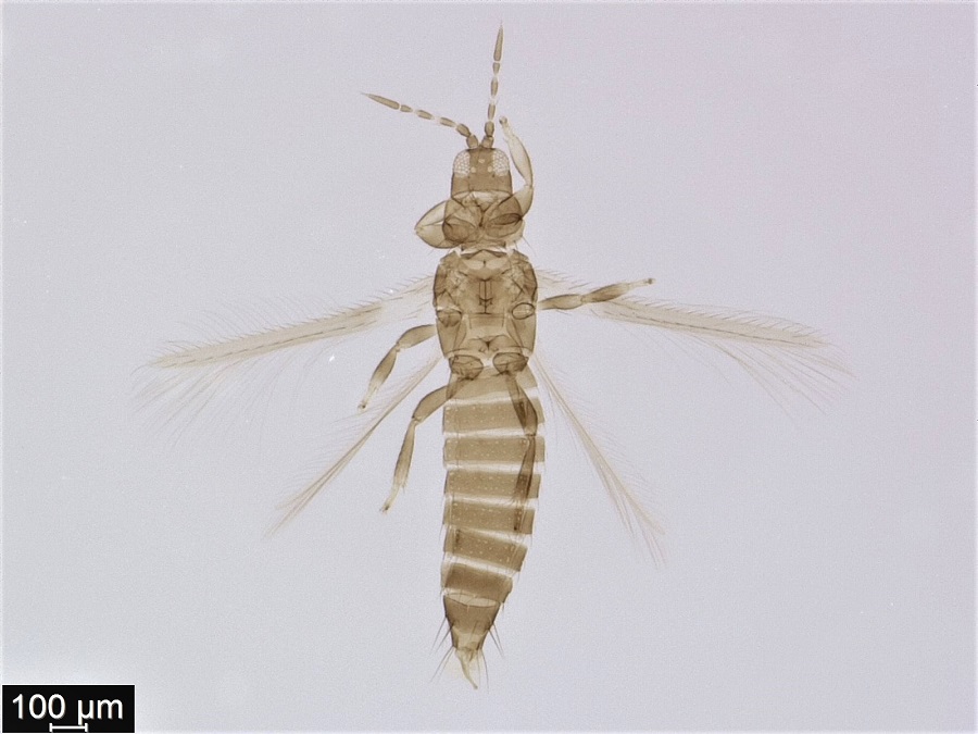 Maltese entomologist discovers new insects in Malta, some of ...